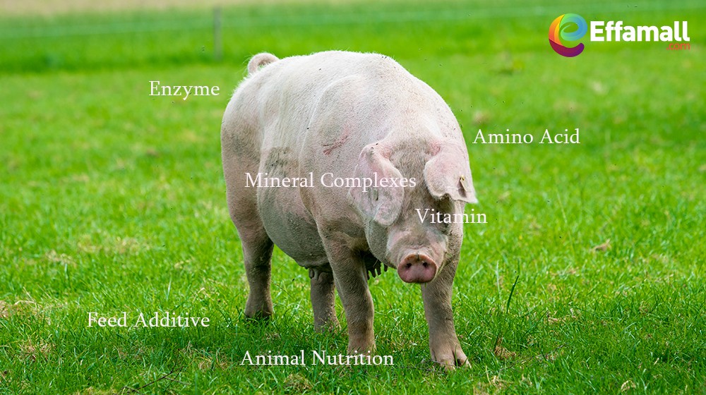 Amino acids | Certain lysine products’ supply alleviated in Chinese ... Amino acids | Certain lysine products’ supply alleviated in Chinese ...