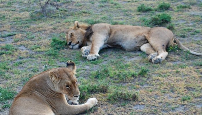 3 Days – MAASAI MARA SAFARI(daily departures) 3 Days – MAASAI MARA SAFARI(daily departures)