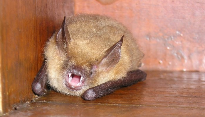 Acoustic Ecology and Identification of European Bats Acoustic Ecology and Identification of European Bats