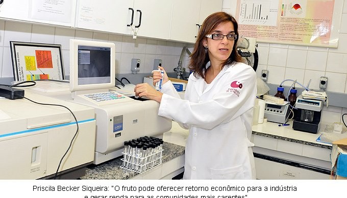 Estudo identifica atividades antioxidantes na macaúba Estudo identifica atividades antioxidantes na macaúba