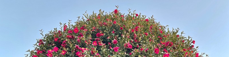 Saebom Kwon on LinkedIn: Salesforce Expands MuleSoft to Every Team with ... Saebom Kwon on LinkedIn: Salesforce Expands MuleSoft to Every Team with ...