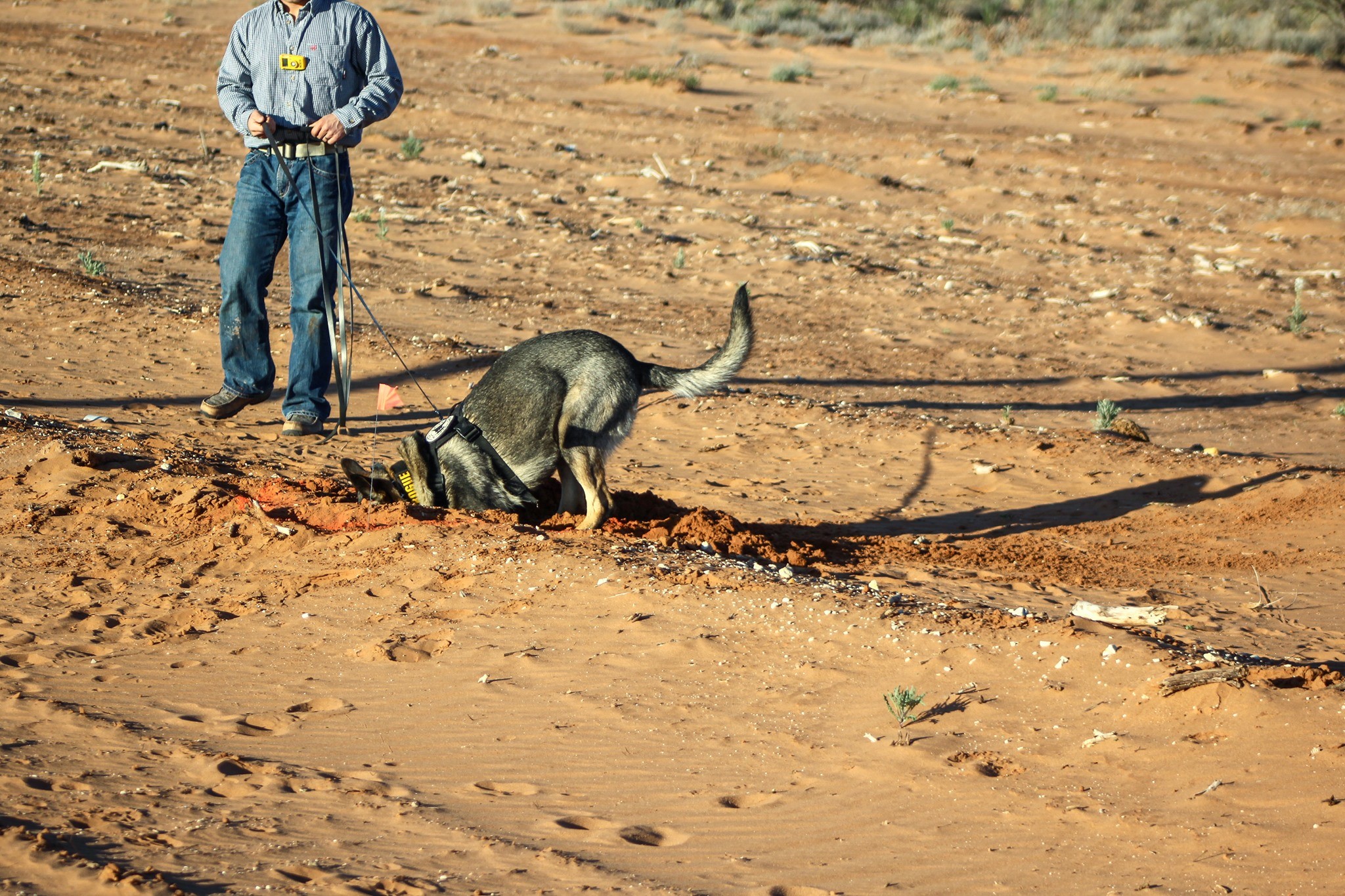 Pipeline Leak Detection Dogs | LinkedIn Pipeline Leak Detection Dogs | LinkedIn