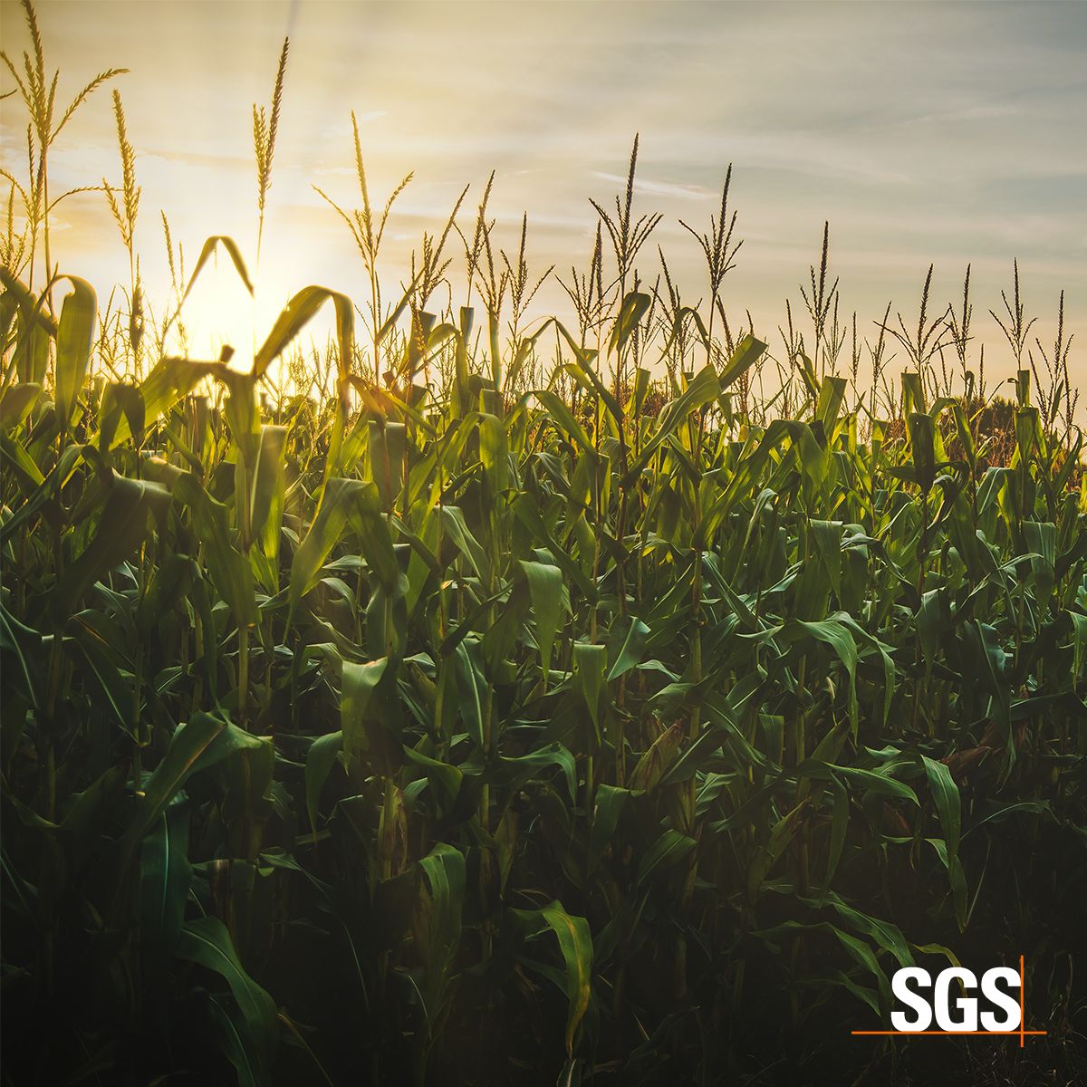 SGS Agriculture & Food on LinkedIn: #precision #agriculture #farmers SGS Agriculture & Food on LinkedIn: #precision #agriculture #farmers