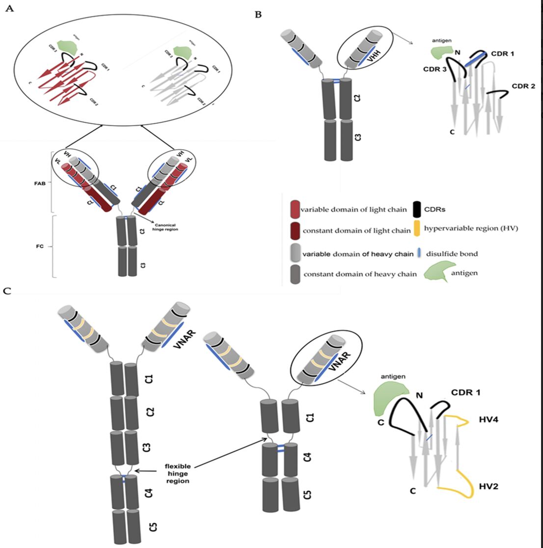 Guiqian Chen on LinkedIn: Shark New Antigen Receptor (IgNAR): Structure ... Guiqian Chen on LinkedIn: Shark New Antigen Receptor (IgNAR): Structure ...