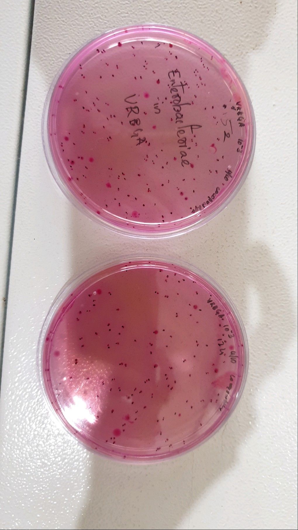 Namitha C on LinkedIn: Enterbacteriaceae in VRBGA Namitha C on LinkedIn: Enterbacteriaceae in VRBGA
