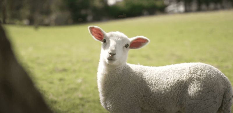 Stephen Ponsford on LinkedIn: #biosecurity #animalwelfare #agriculture ... Stephen Ponsford on LinkedIn: #biosecurity #animalwelfare #agriculture ...
