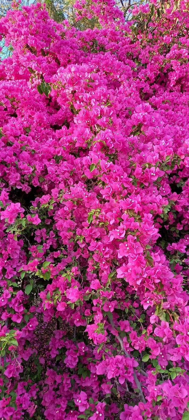 Mishika Singh on LinkedIn: Blossoms Banasthali Vidyapith Mishika Singh on LinkedIn: Blossoms Banasthali Vidyapith