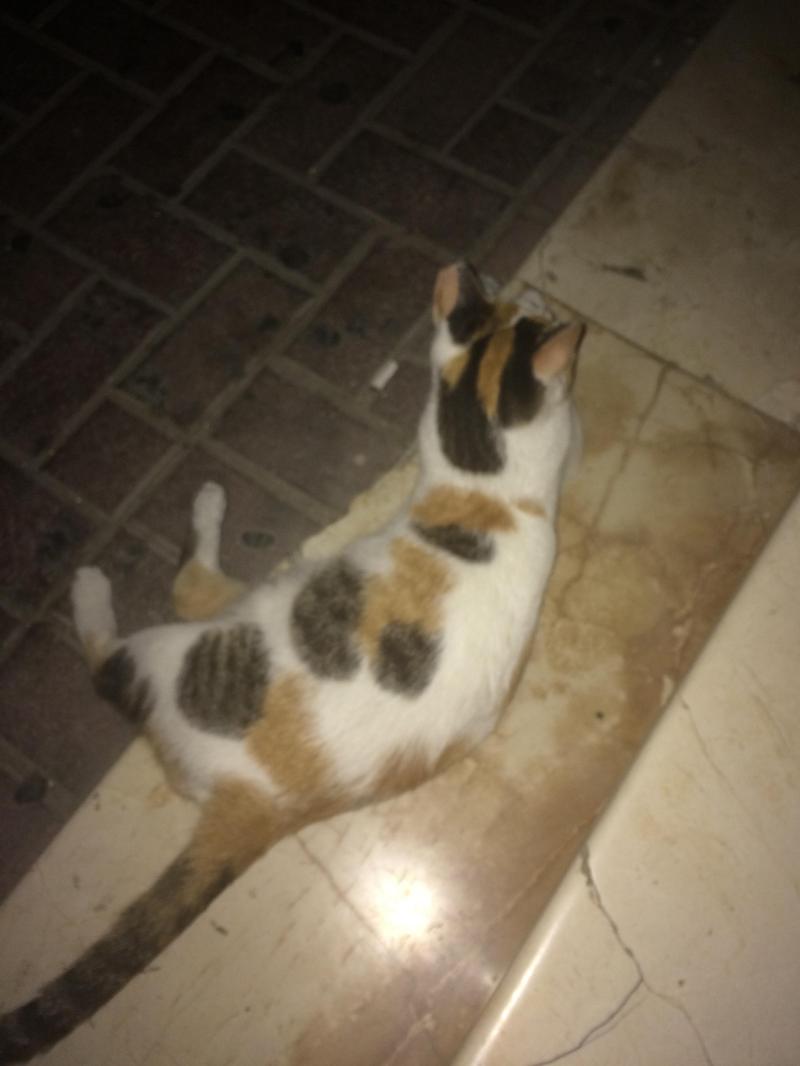 Muhammad afzal khan on LinkedIn: V nice pet Muhammad afzal khan on LinkedIn: V nice pet