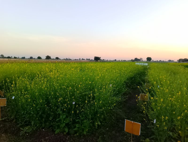 Shreyansh Pandey on LinkedIn: #bubhopal #agronomy #fieldwork #mscthesis Shreyansh Pandey on LinkedIn: #bubhopal #agronomy #fieldwork #mscthesis