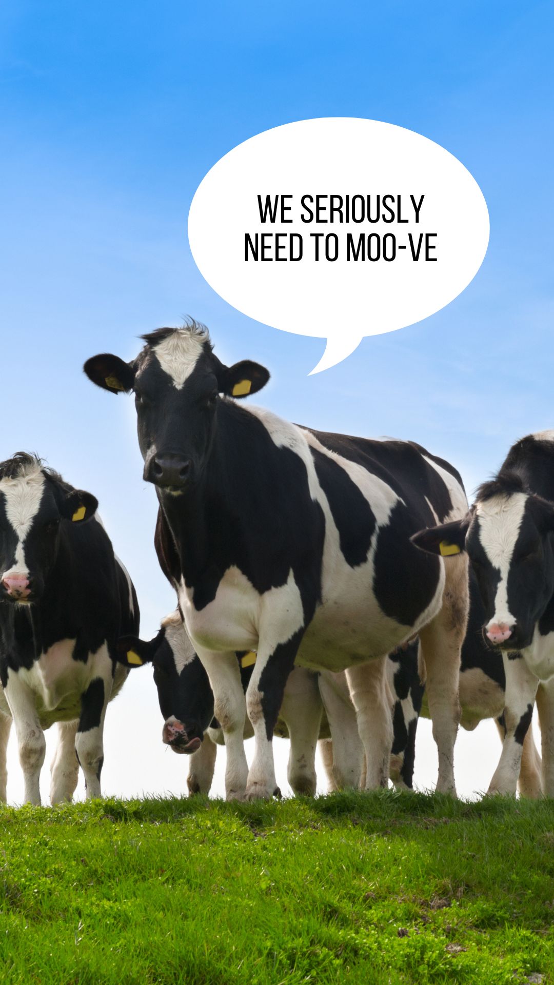Wes Sneed on LinkedIn: Laugh of the day: Why doesn’t the IRS audit cows ... Wes Sneed on LinkedIn: Laugh of the day: Why doesn’t the IRS audit cows ...