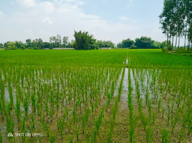 Md. Mohsin ul Sayeed on LinkedIn: Contract farming of BR-34 is going on ... Md. Mohsin ul Sayeed on LinkedIn: Contract farming of BR-34 is going on ...