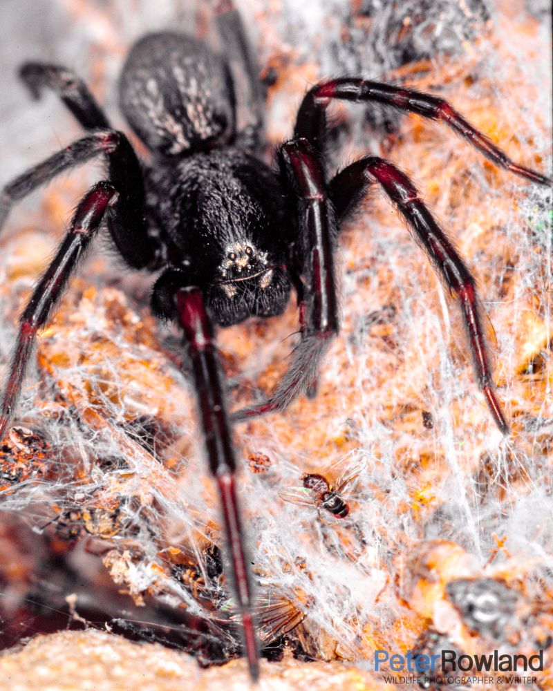 Peter Rowland Photographer and Writer on LinkedIn: #blackhousespider # ... Peter Rowland Photographer and Writer on LinkedIn: #blackhousespider # ...