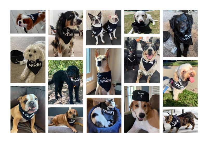 Sysdig on LinkedIn: Sysdig swag isn’t limited to mammals of the bipedal ... Sysdig on LinkedIn: Sysdig swag isn’t limited to mammals of the bipedal ...
