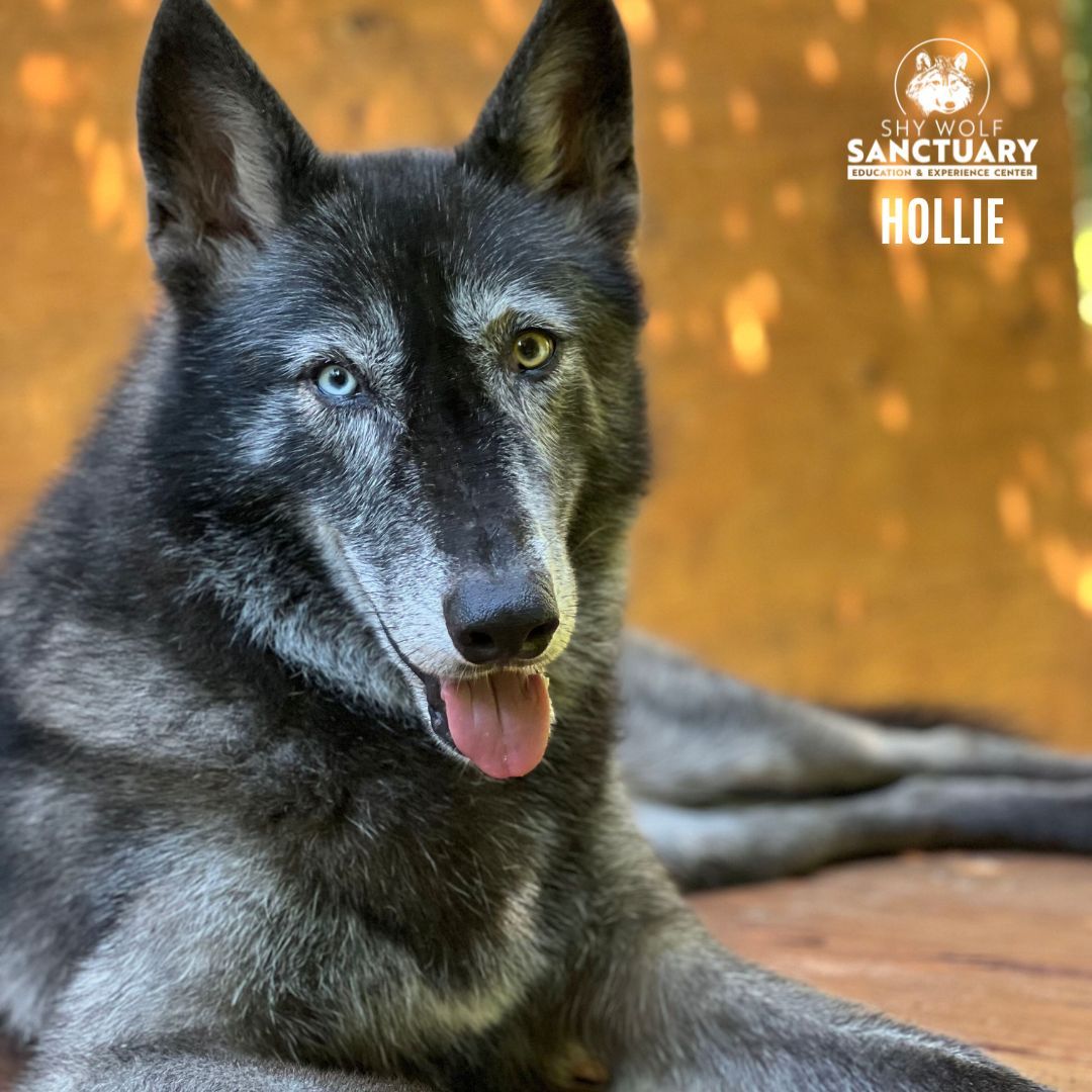 Shy Wolf Sanctuary Education & Experience Center on LinkedIn: # ... Shy Wolf Sanctuary Education & Experience Center on LinkedIn: # ...