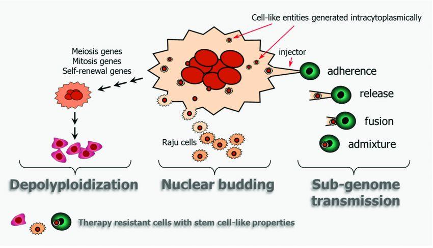 Raj Pratap Singh on LinkedIn: Giant cancer cells Raj Pratap Singh on LinkedIn: Giant cancer cells