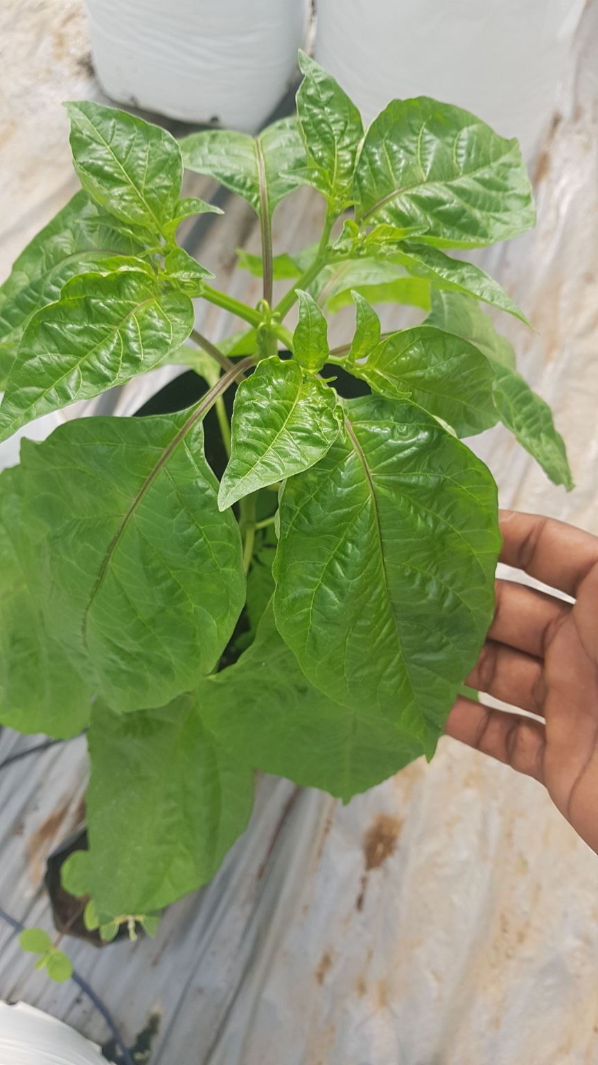 Gayan S Pathirana on LinkedIn: #scotch_bonnet Gayan S Pathirana on LinkedIn: #scotch_bonnet