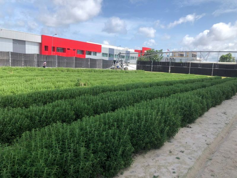Inder Singh on LinkedIn: #stevia Inder Singh on LinkedIn: #stevia