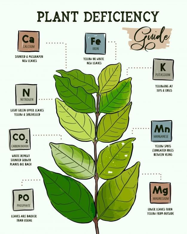 Hamza Ben Mohamed on LinkedIn: Plant deficiency | 11 comments Hamza Ben Mohamed on LinkedIn: Plant deficiency | 11 comments