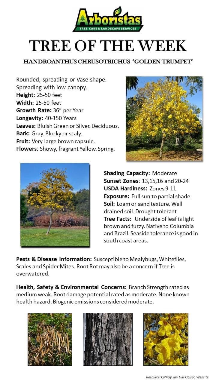 Bronwyn Fasulkey on LinkedIn: #treeoftheweek #totw #trees #treesarecool ... Bronwyn Fasulkey on LinkedIn: #treeoftheweek #totw #trees #treesarecool ...