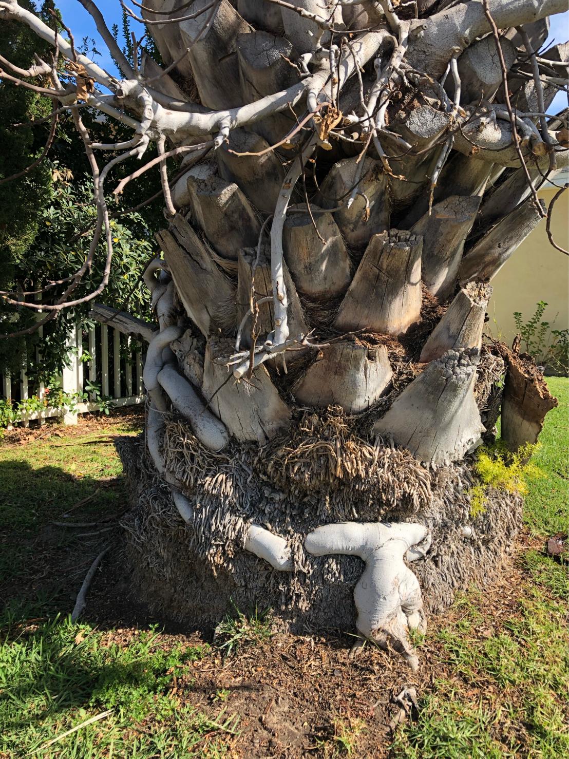 Bronwyn Fasulkey on LinkedIn: #treefinds #losangeles #trees #arboristasinc Bronwyn Fasulkey on LinkedIn: #treefinds #losangeles #trees #arboristasinc