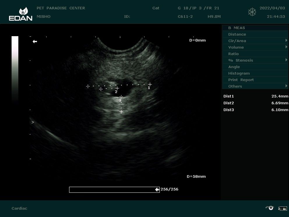 Ahmed Mahmoud on LinkedIn: #ultrasound #veterinarymedicine #pet #cat # ... Ahmed Mahmoud on LinkedIn: #ultrasound #veterinarymedicine #pet #cat # ...
