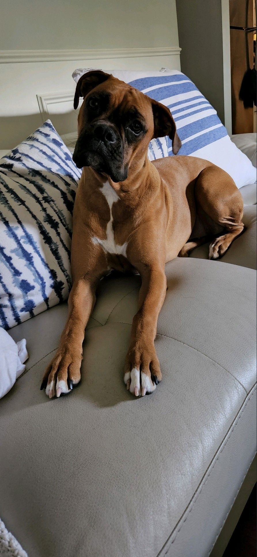Sean M. O'Toole on LinkedIn: #internationaldogday #boxerdog Sean M. O'Toole on LinkedIn: #internationaldogday #boxerdog