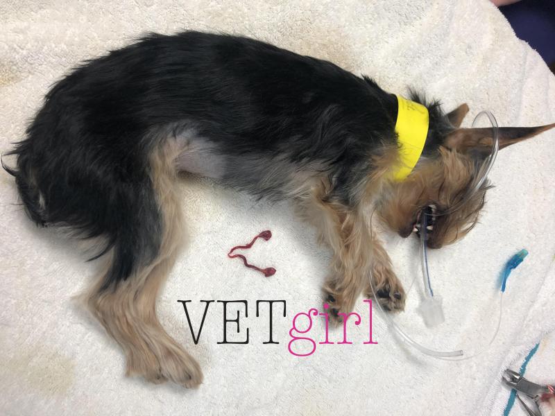 VETgirl on LinkedIn: #vetgirl #vettech #veterinary #ce #veterinarian VETgirl on LinkedIn: #vetgirl #vettech #veterinary #ce #veterinarian
