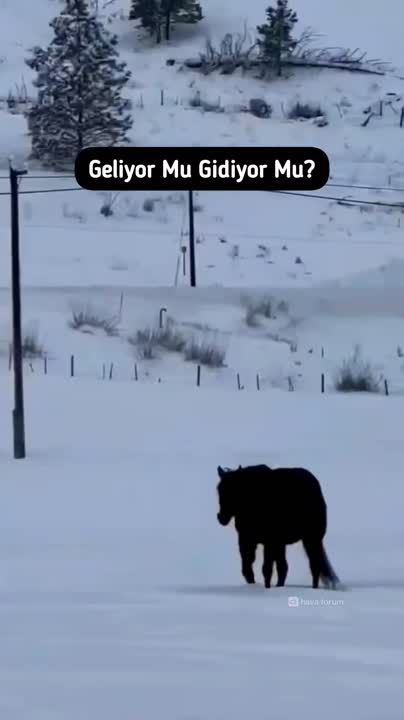Nermin S LinkedIn‘de: AT Geliyormu Gidiyor'mu Nermin S LinkedIn‘de: AT Geliyormu Gidiyor'mu