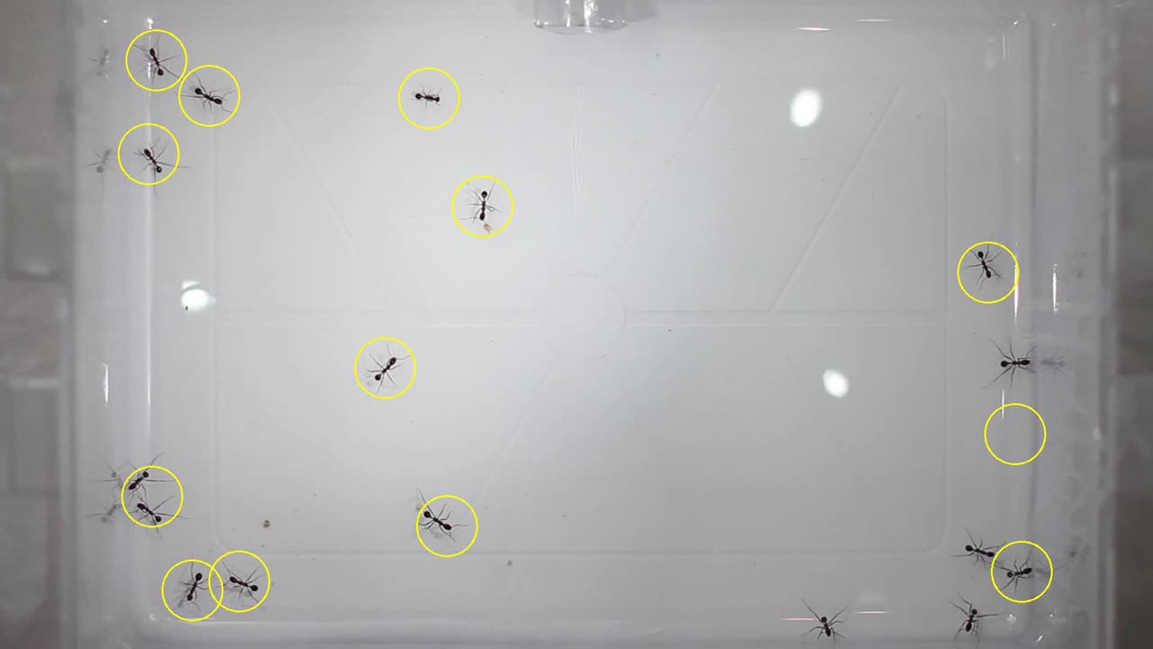 How to use ManyAntsActualMovement file for ant tracking | Pyresearch ... How to use ManyAntsActualMovement file for ant tracking | Pyresearch ...