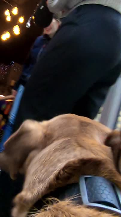 scandiweb on LinkedIn: POV: you're a dog in scandiweb office scandiweb on LinkedIn: POV: you're a dog in scandiweb office