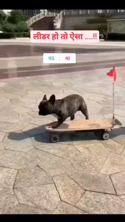 Akash Rai on LinkedIn: #reels #motivational #success #dog # ... Akash Rai on LinkedIn: #reels #motivational #success #dog # ...