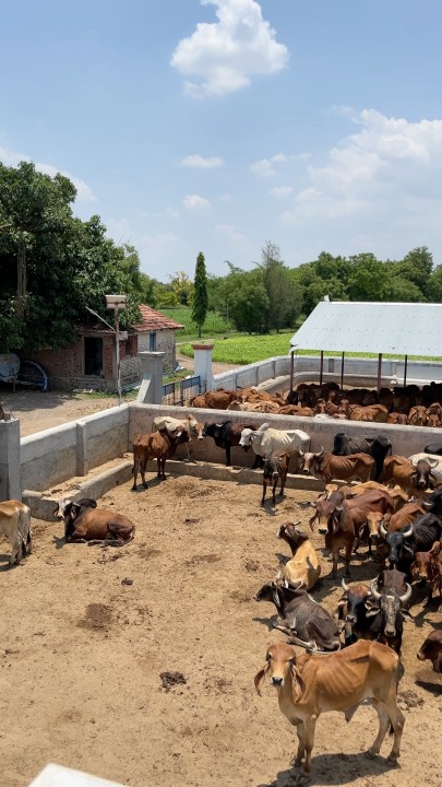 Rishabh Singh LinkedIn‘de: #farminglife #cows #farming #agriculture # ... Rishabh Singh LinkedIn‘de: #farminglife #cows #farming #agriculture # ...