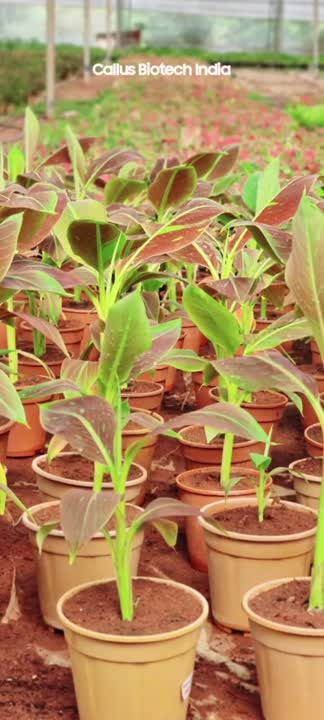 Sudarshan Chavan on LinkedIn: #musa #siamruby #banana #ornamentalplants ... Sudarshan Chavan on LinkedIn: #musa #siamruby #banana #ornamentalplants ...