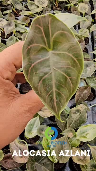 Sudarshan Chavan on LinkedIn: Alocasia Azlani Tissue Culture Plants Sudarshan Chavan on LinkedIn: Alocasia Azlani Tissue Culture Plants
