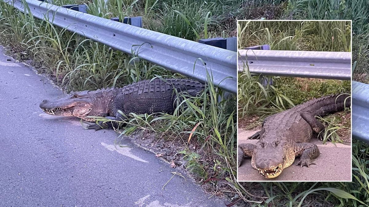 Sanal Kappakkuth on LinkedIn: North Carolina alligator filmed doing a ... Sanal Kappakkuth on LinkedIn: North Carolina alligator filmed doing a ...