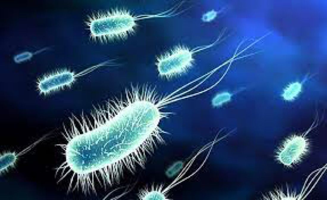 Gaurav Singh on LinkedIn: Understanding Salmonella: Causes, Symptoms ... Gaurav Singh on LinkedIn: Understanding Salmonella: Causes, Symptoms ...