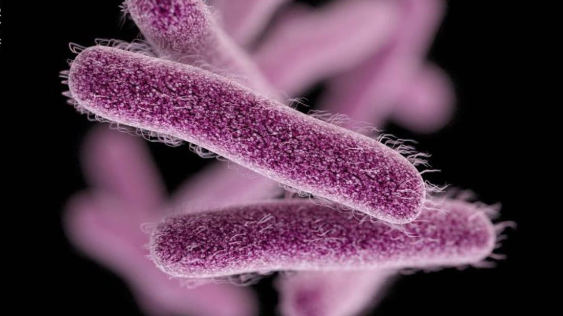 Gaurav Singh on LinkedIn: Understanding Shigella: Causes, Symptoms, and ... Gaurav Singh on LinkedIn: Understanding Shigella: Causes, Symptoms, and ...