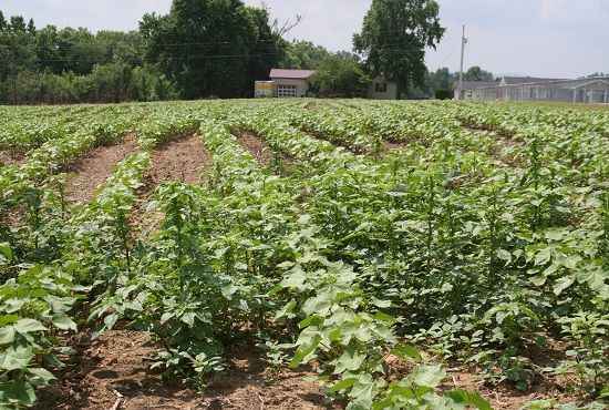 Cotton Grower on LinkedIn: EPA Issues Existing Stocks Order for Use of ... Cotton Grower on LinkedIn: EPA Issues Existing Stocks Order for Use of ...