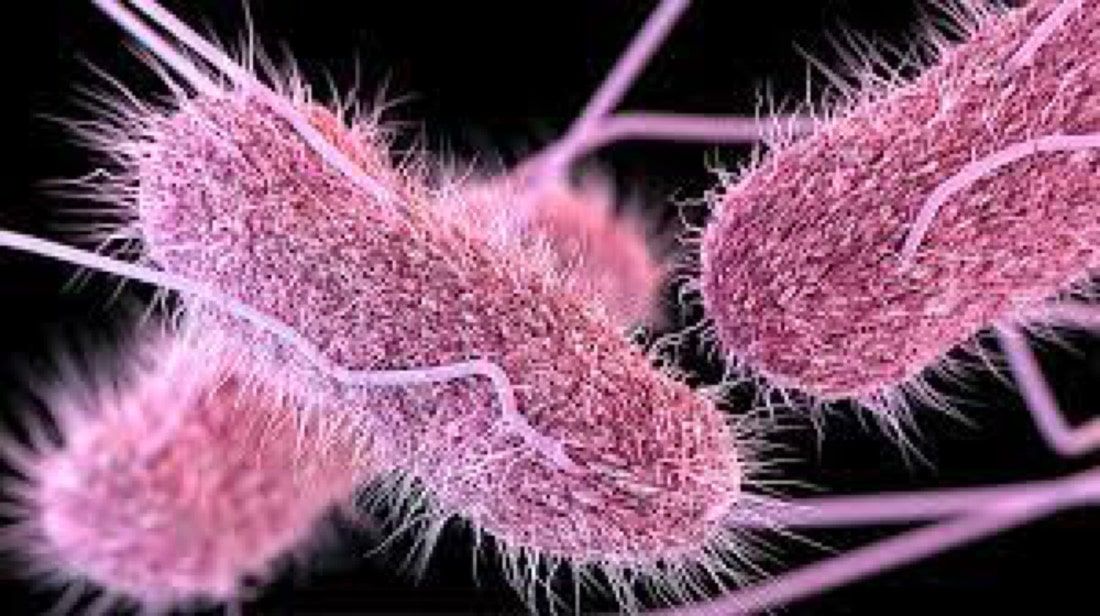 Gaurav Singh on LinkedIn: Understanding Salmonella: Causes, Symptoms ... Gaurav Singh on LinkedIn: Understanding Salmonella: Causes, Symptoms ...