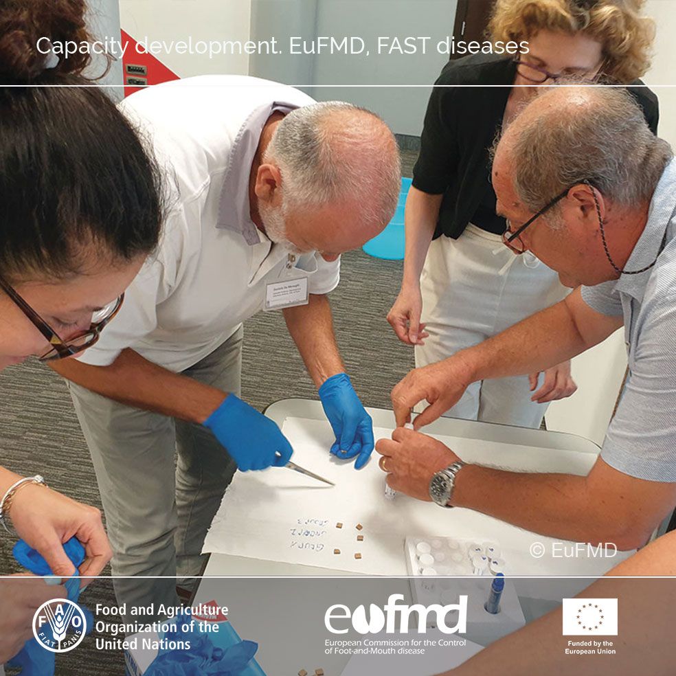 EuFMD on LinkedIn: #eufmd #veterinary #fmd #animalhealth #fmd # ... EuFMD on LinkedIn: #eufmd #veterinary #fmd #animalhealth #fmd # ...