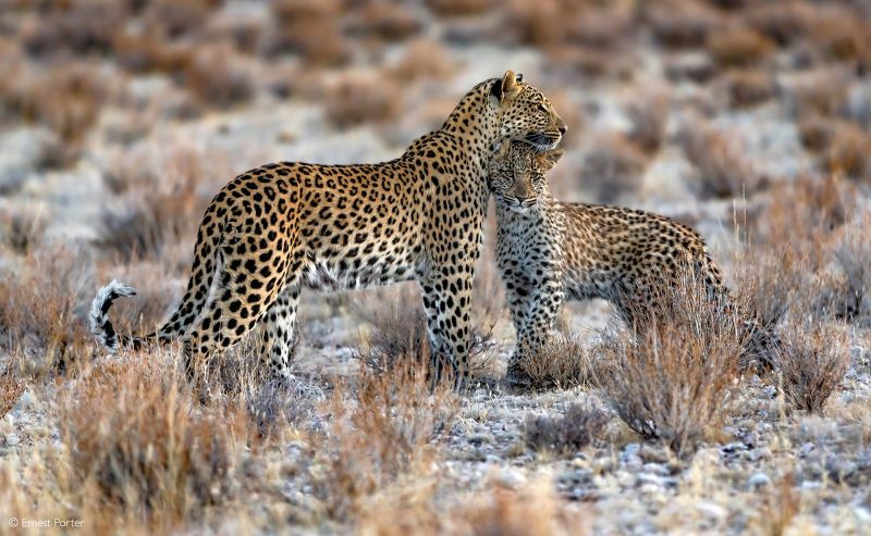 Africa Geographic on LinkedIn: Spot the difference – do leopards ... Africa Geographic on LinkedIn: Spot the difference – do leopards ...
