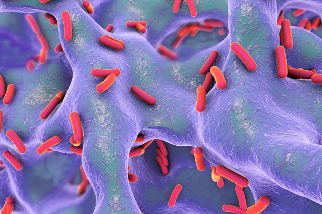 Gaurav Singh on LinkedIn: Understanding Pseudomonas: A Versatile and ... Gaurav Singh on LinkedIn: Understanding Pseudomonas: A Versatile and ...