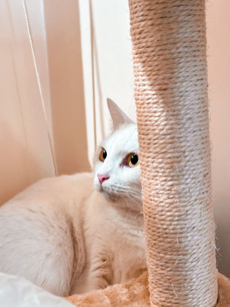 Christopher Deuda on LinkedIn: #catdad Christopher Deuda on LinkedIn: #catdad