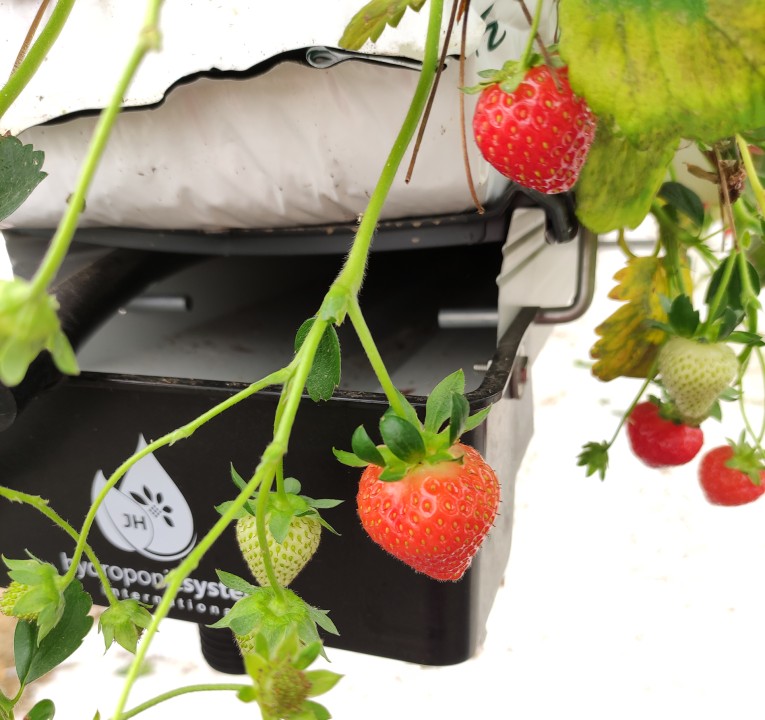 Hydroponic Strawberry Farming: A Comprehensive Guide Hydroponic Strawberry Farming: A Comprehensive Guide