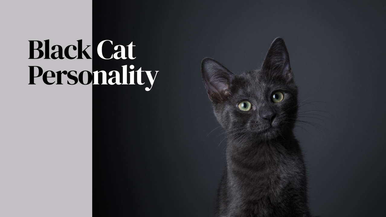 Unveiling the Mystique: Understanding Black Cat Personality Traits Unveiling the Mystique: Understanding Black Cat Personality Traits