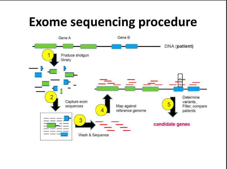 Whole Exome Sequencing Market: Exploring the Frontiers of Genomic Discovery Whole Exome Sequencing Market: Exploring the Frontiers of Genomic Discovery