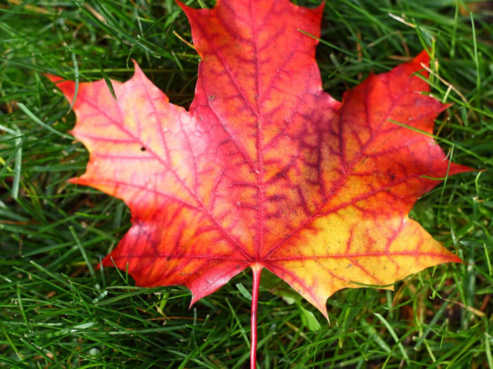 The Procedural Fairness Letter (PFL) and its importance in Canadian ... The Procedural Fairness Letter (PFL) and its importance in Canadian ...