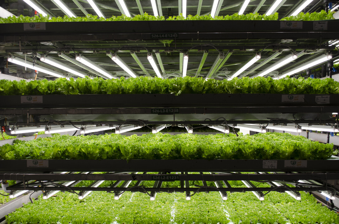Revolutionizing Agriculture in UAE: The Advantages of Vertical Farming Revolutionizing Agriculture in UAE: The Advantages of Vertical Farming