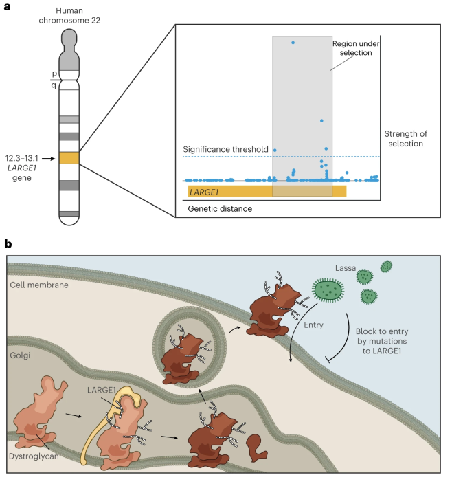 Genes may explain why some fight off Lassa fever while others struggle Genes may explain why some fight off Lassa fever while others struggle