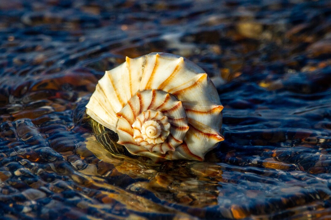Nth Fibonacci Number Nth Fibonacci Number